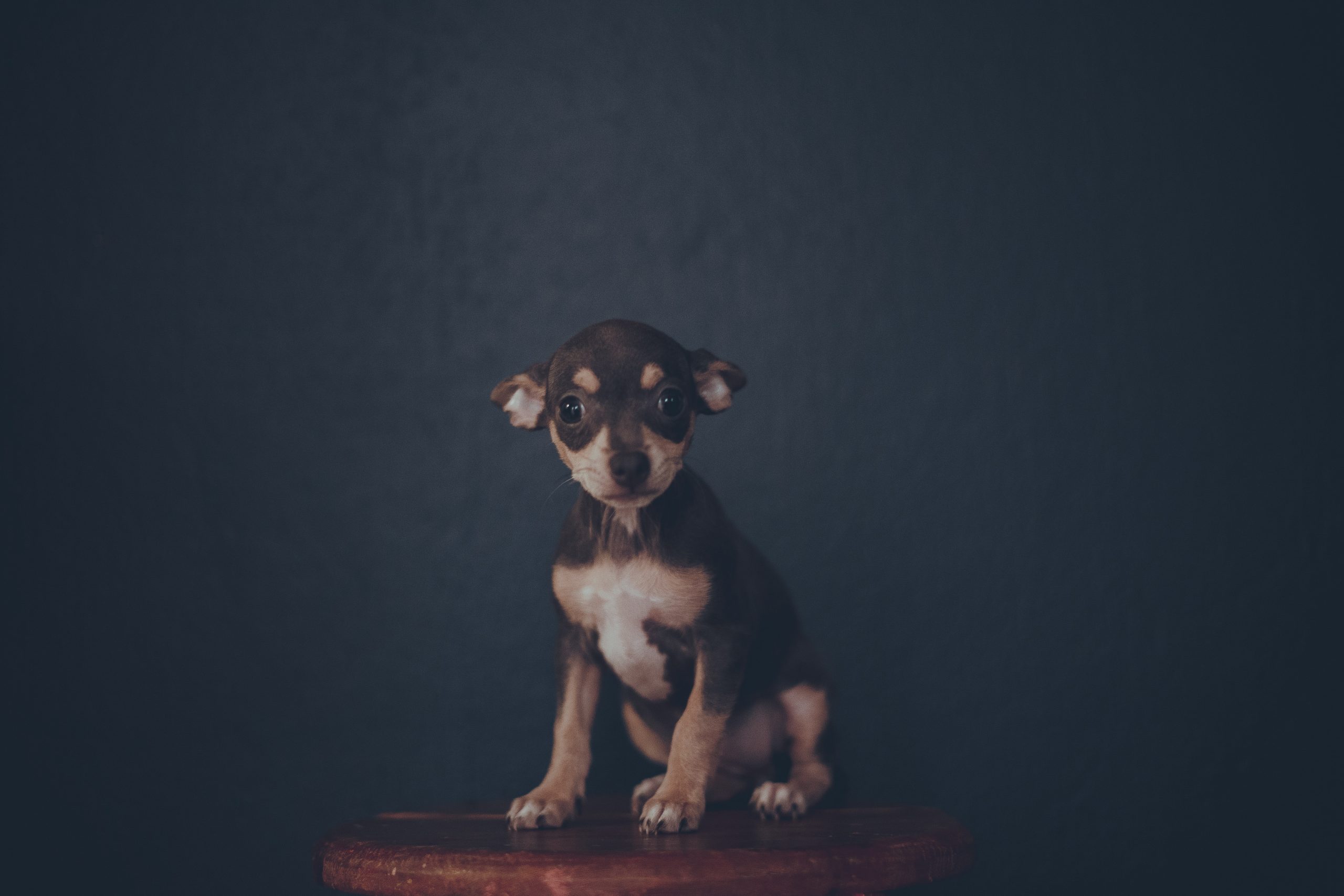 The Rat-terrific World of Rat Terrier Chihuahua Mix: Meet the Ratchi ...