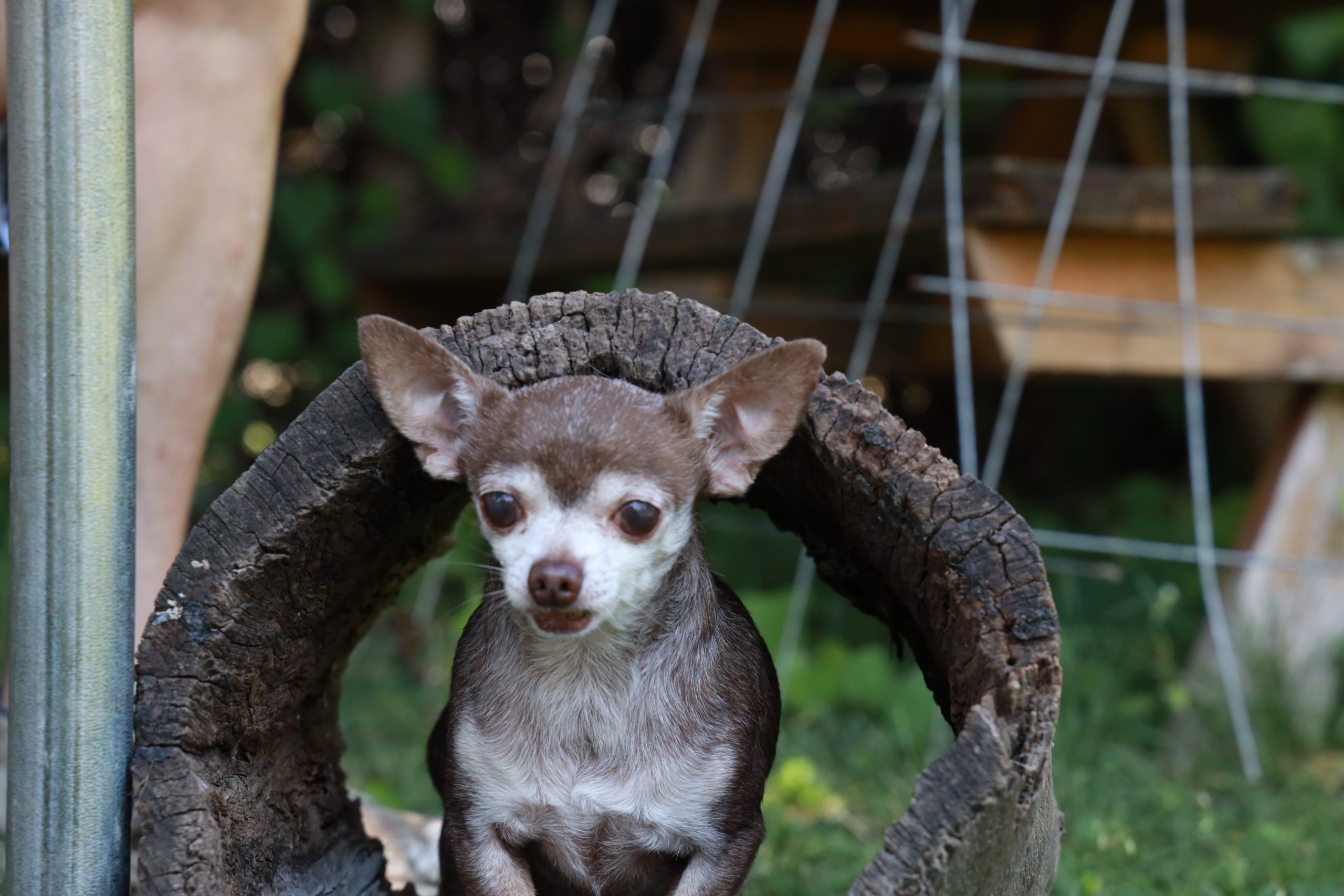 The Rat-terrific World of Rat Terrier Chihuahua Mix: Meet the Ratchi ...