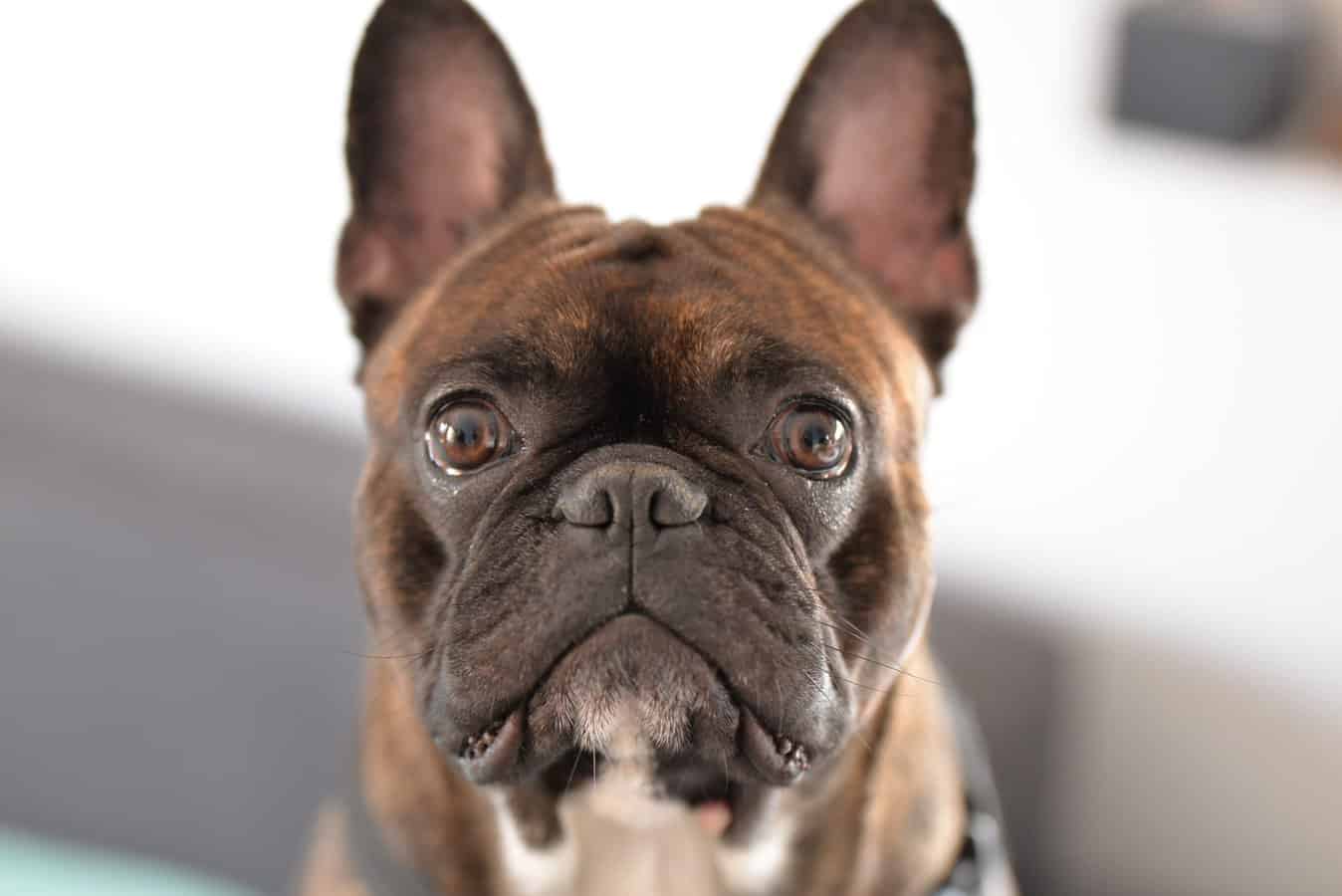 The Complete Guide on How To Treat Cherry Eye in French Bulldogs