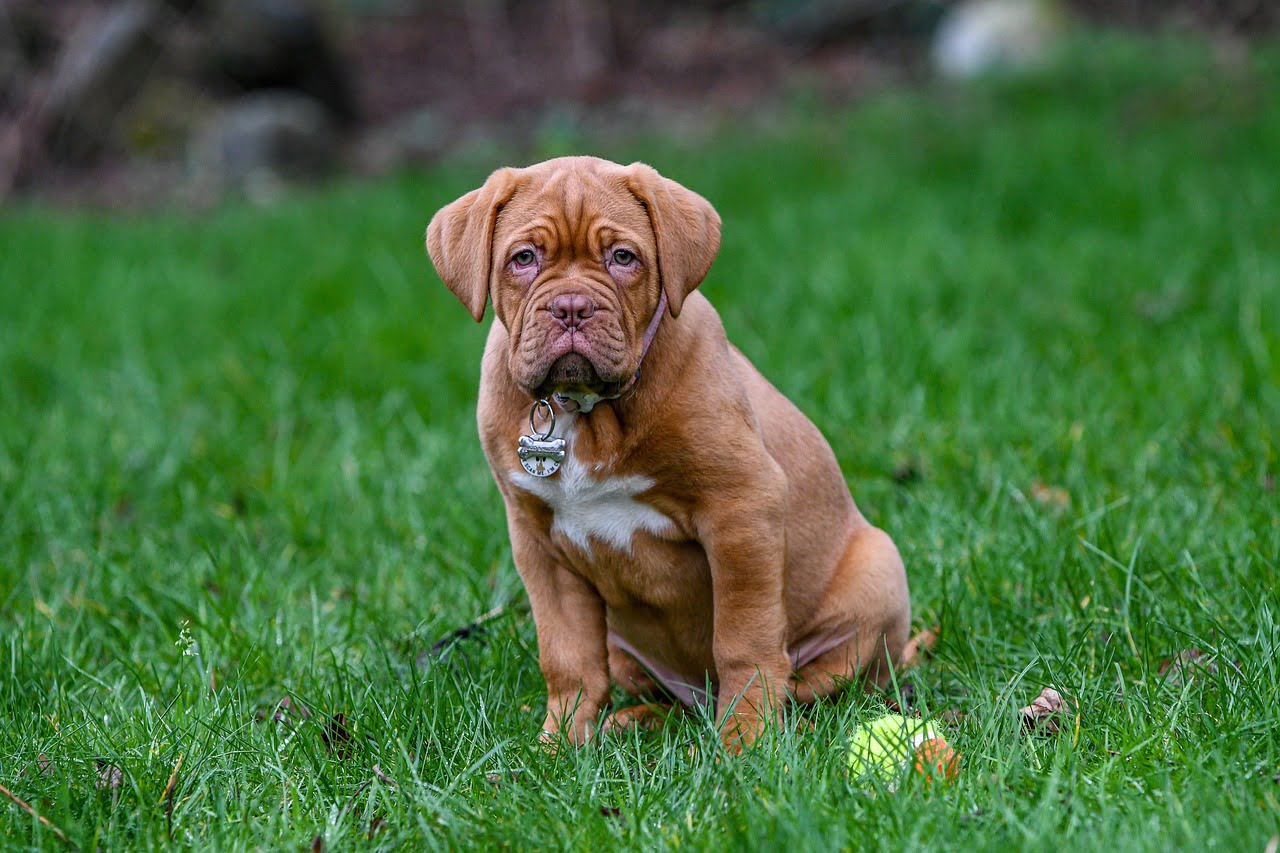 How Much is a French Mastiff Puppy? The Price and Value of Your New ...