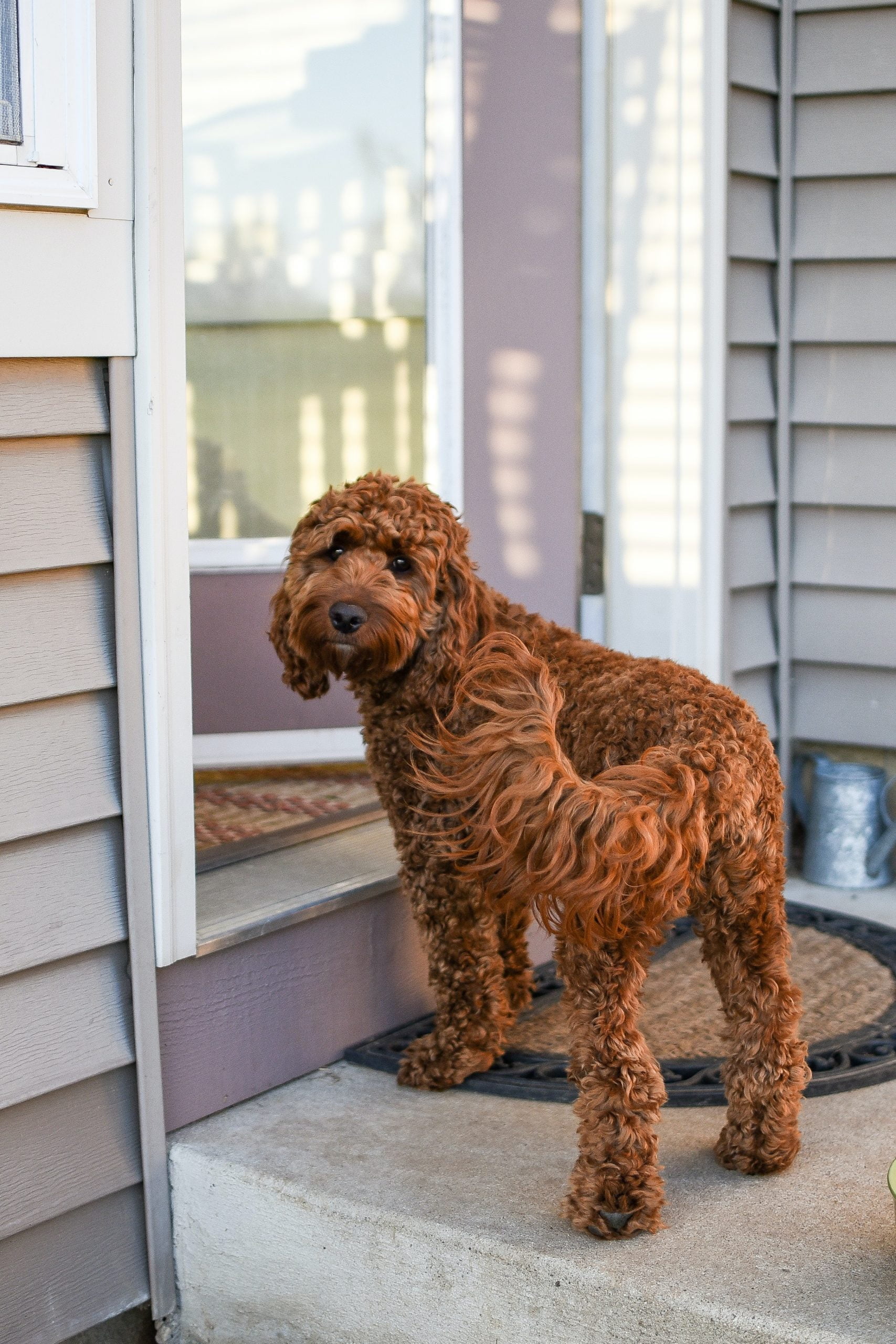 Counting Cuteness: How Many Puppies Do Labradoodles Have?