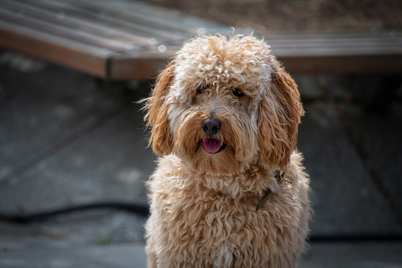 Do Labradoodle Puppies Shed? 7 Fascinating Facts About Labradoodle ...