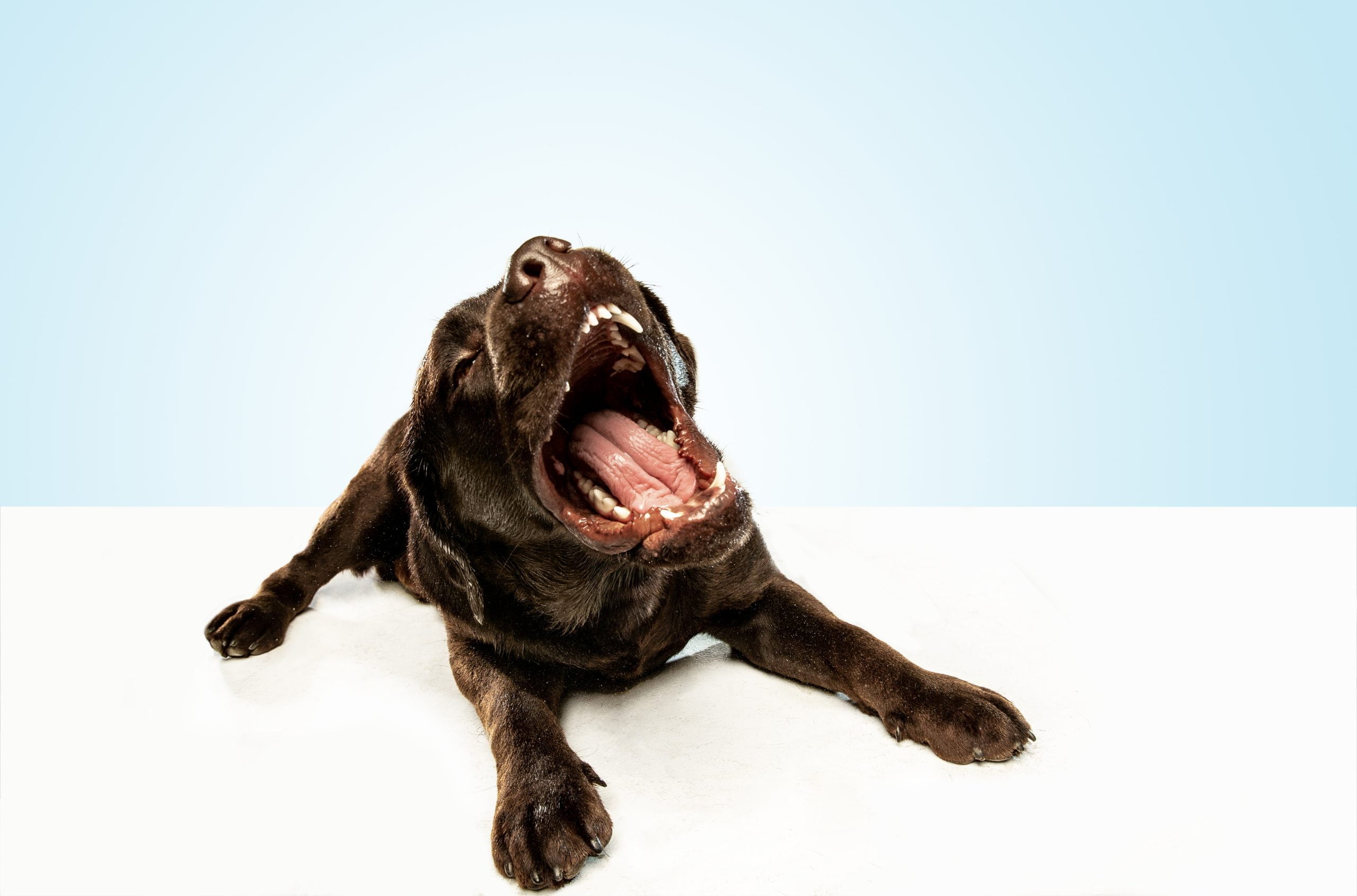 Help! My Puppy is Snapping at Me! 10 Effective Ways to Stop This Puppy ...