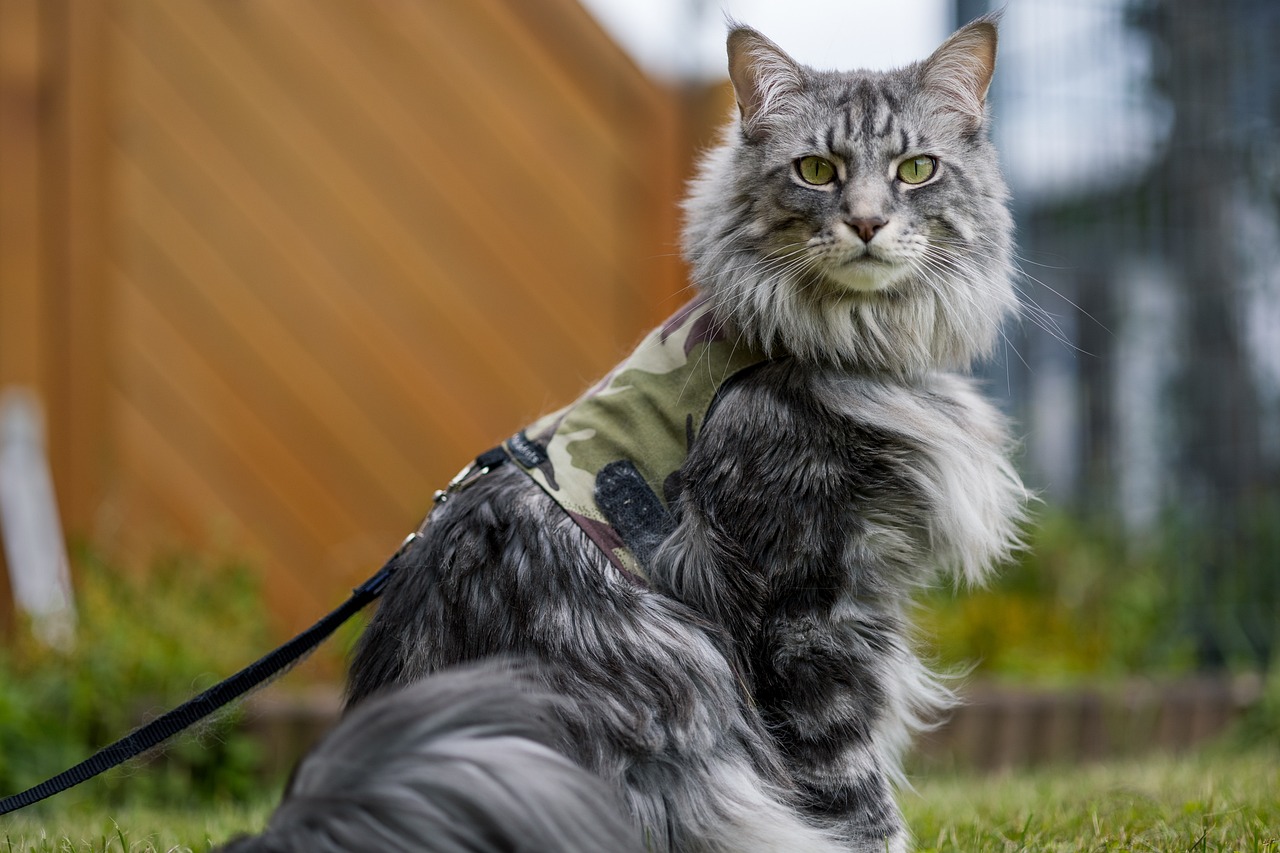 Maine Coon Male vs Female: The Mysteries of These Majestic Felines