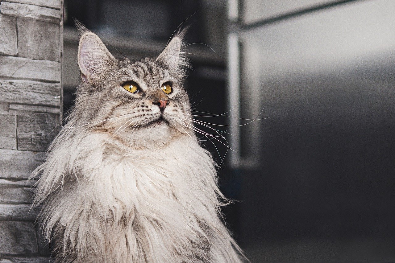 European Maine Coon vs American Maine Coon: 5 Key Differences of These ...