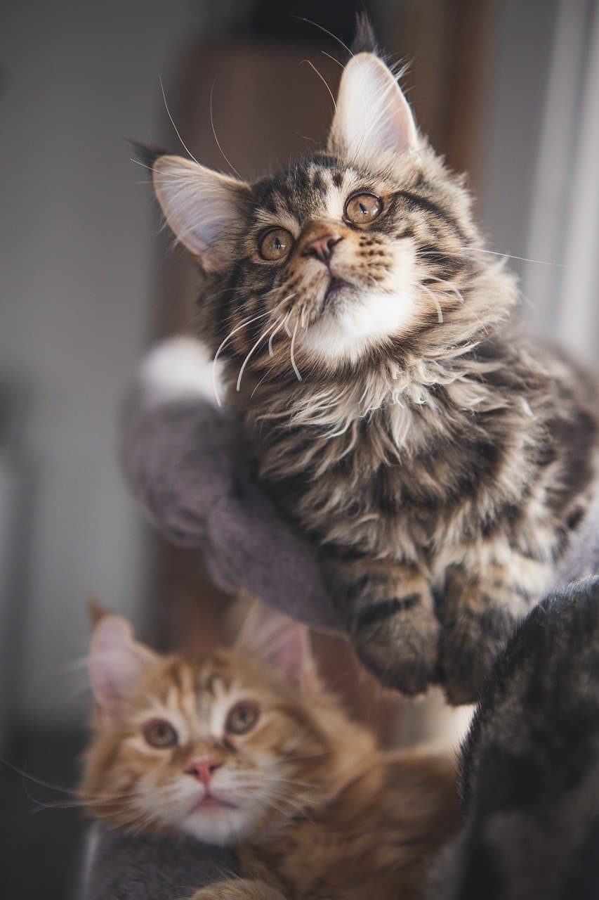 Short Hair Maine Coon Mix: The Charismatic Charm of Short Hair Variants