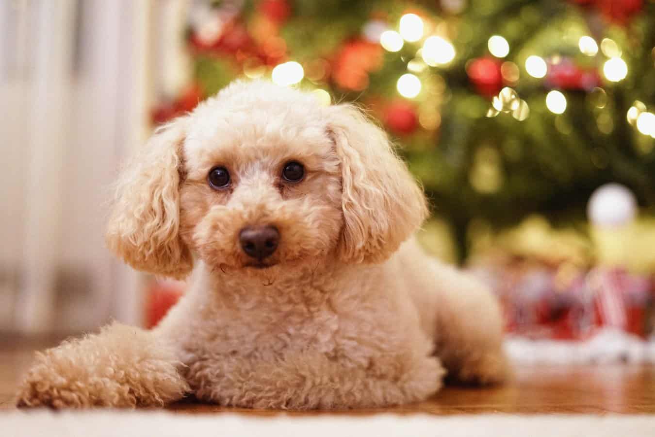 12 of Best Poodle Breeders in the US: Your Guide to Finding the Perfect ...