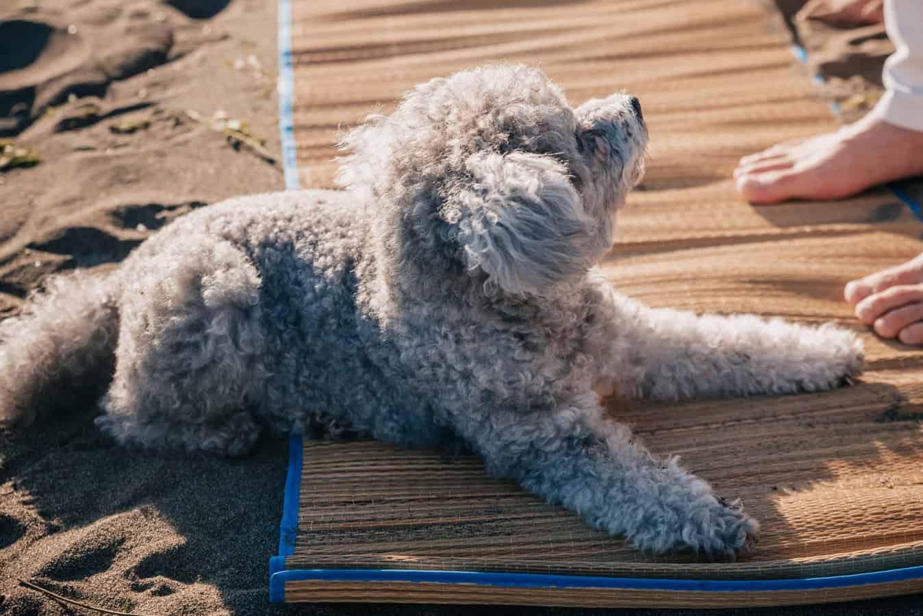 12 of Best Poodle Breeders in the US: Your Guide to Finding the Perfect ...