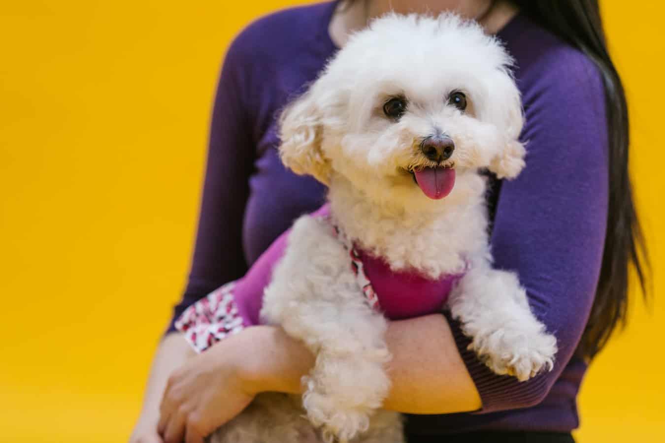 12 of Best Poodle Breeders in the US: Your Guide to Finding the Perfect ...