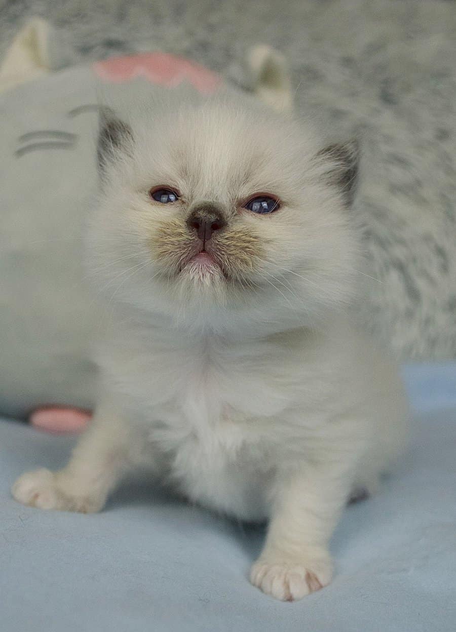 10 Fascinating Facts About Ragdoll Maine Coon Mix Kittens