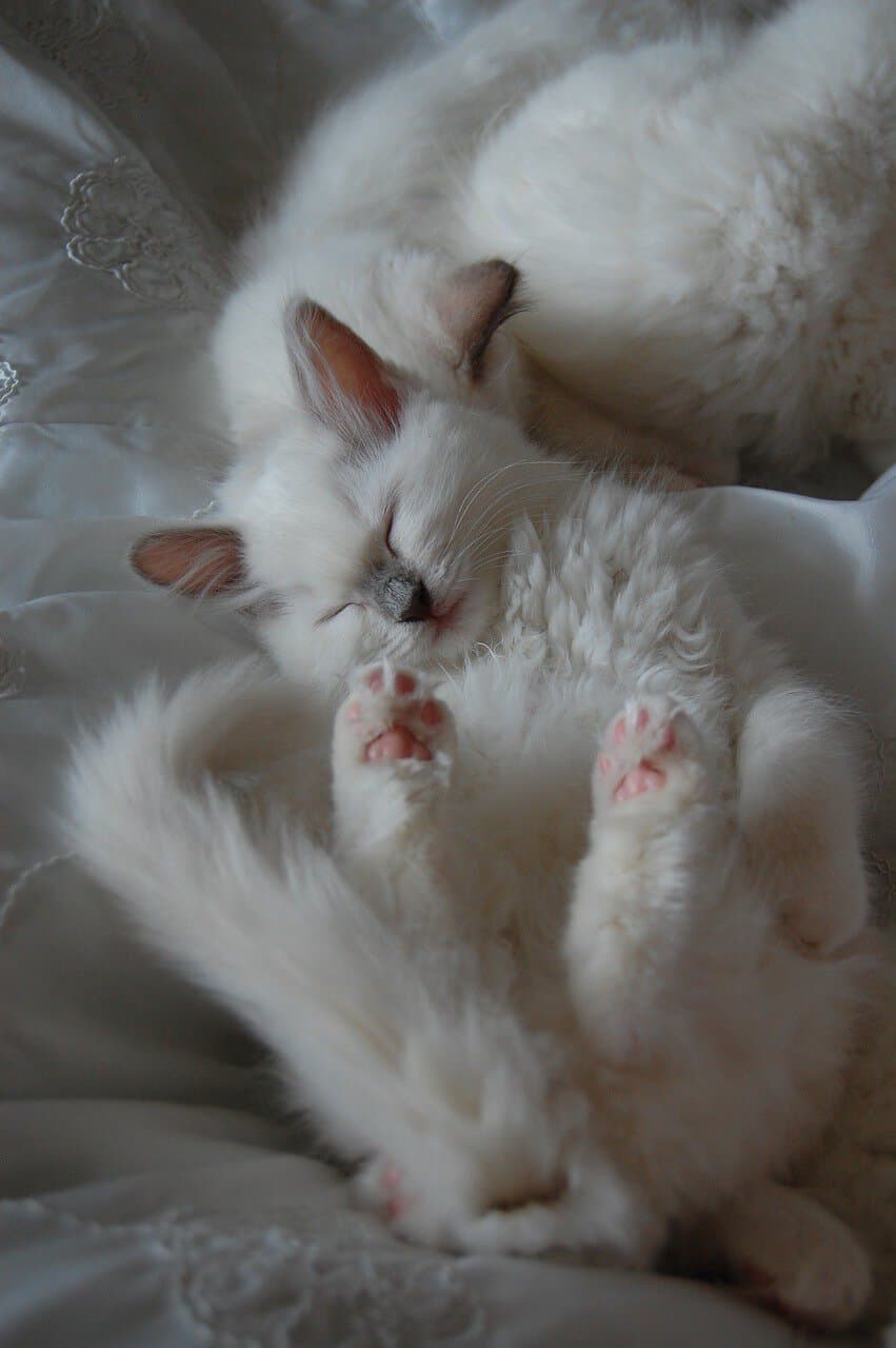 10 Fascinating Facts About Ragdoll Maine Coon Mix Kittens