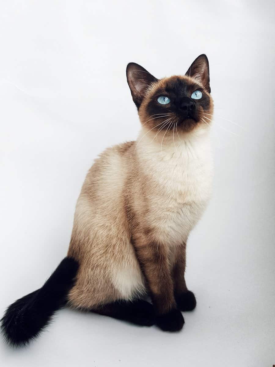 7 Irresistible Facts About Applehead Siamese Kittens You'll Love