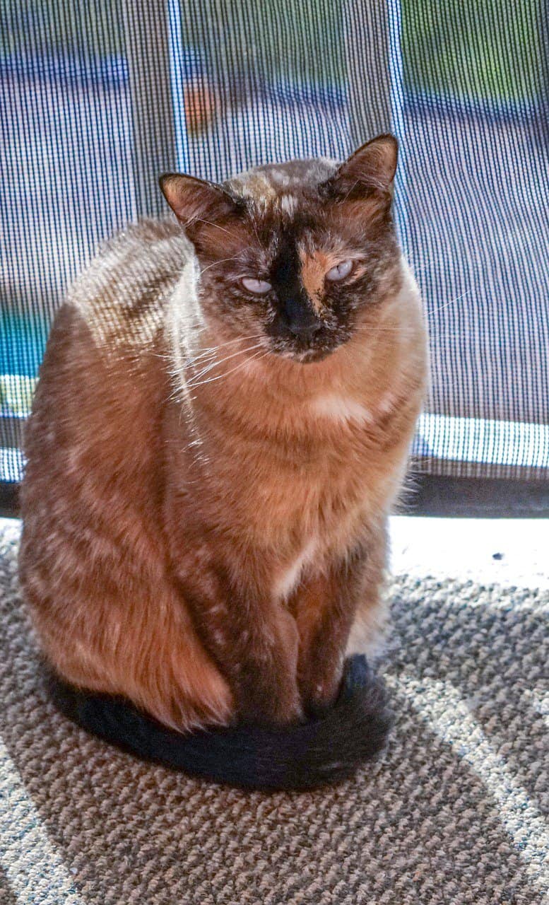 14 Fascinating Facts About Tortoiseshell Siamese Cats That Will Amaze You!