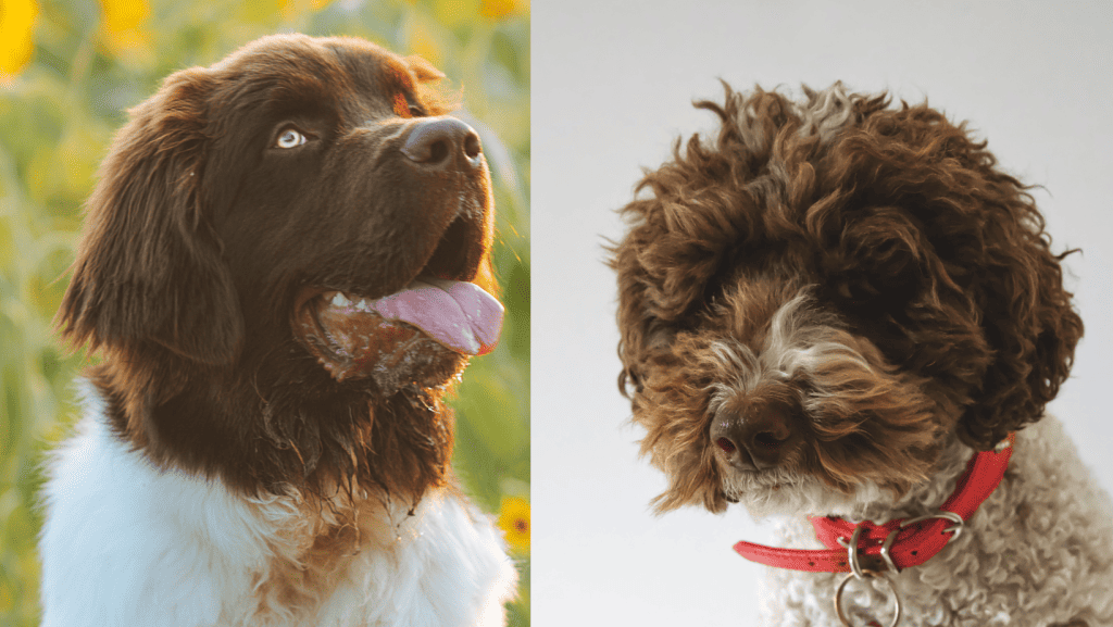 10 Irresistible Facts About the Newfoundland Poodle Mix