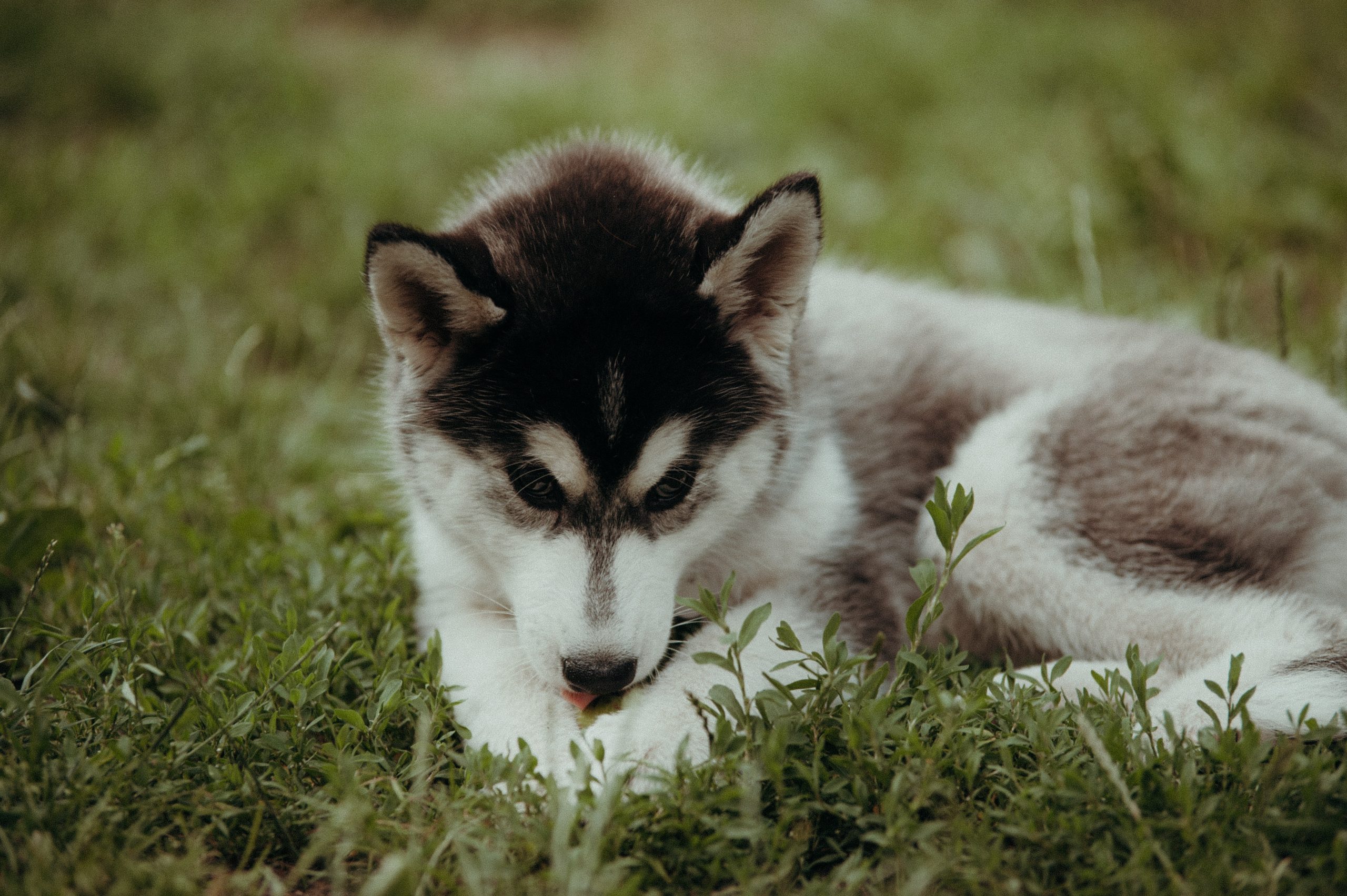 The Ultimate Guide to How to Train a Husky Puppy in 10 Easy Ways