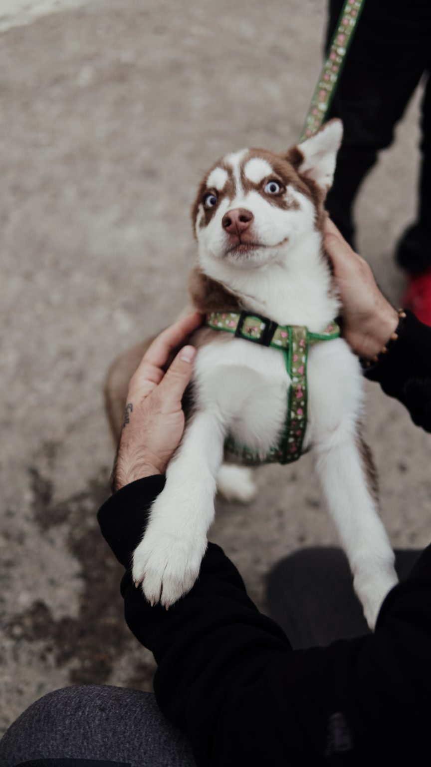 The Ultimate Guide to How to Train a Husky Puppy in 10 Easy Ways