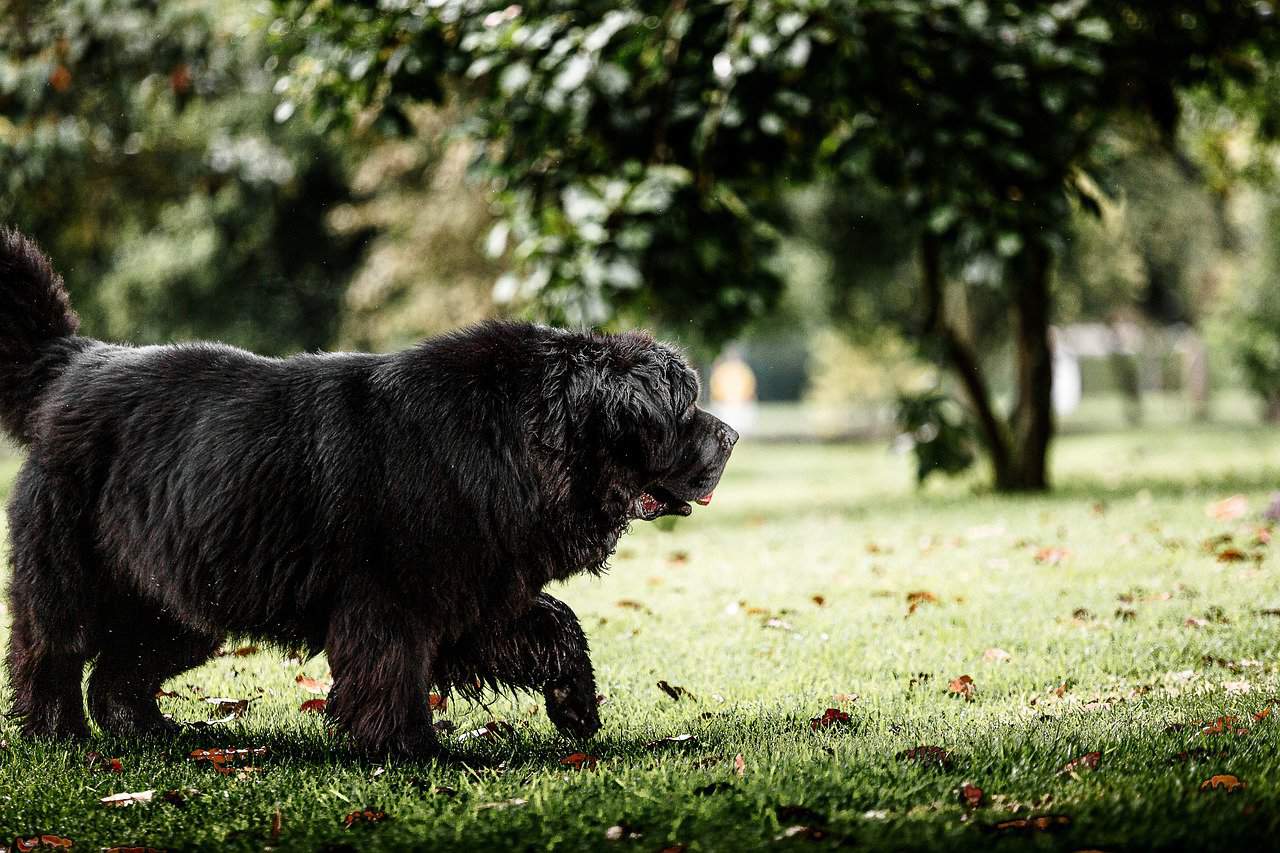 10 Irresistible Facts About the Newfoundland Poodle Mix