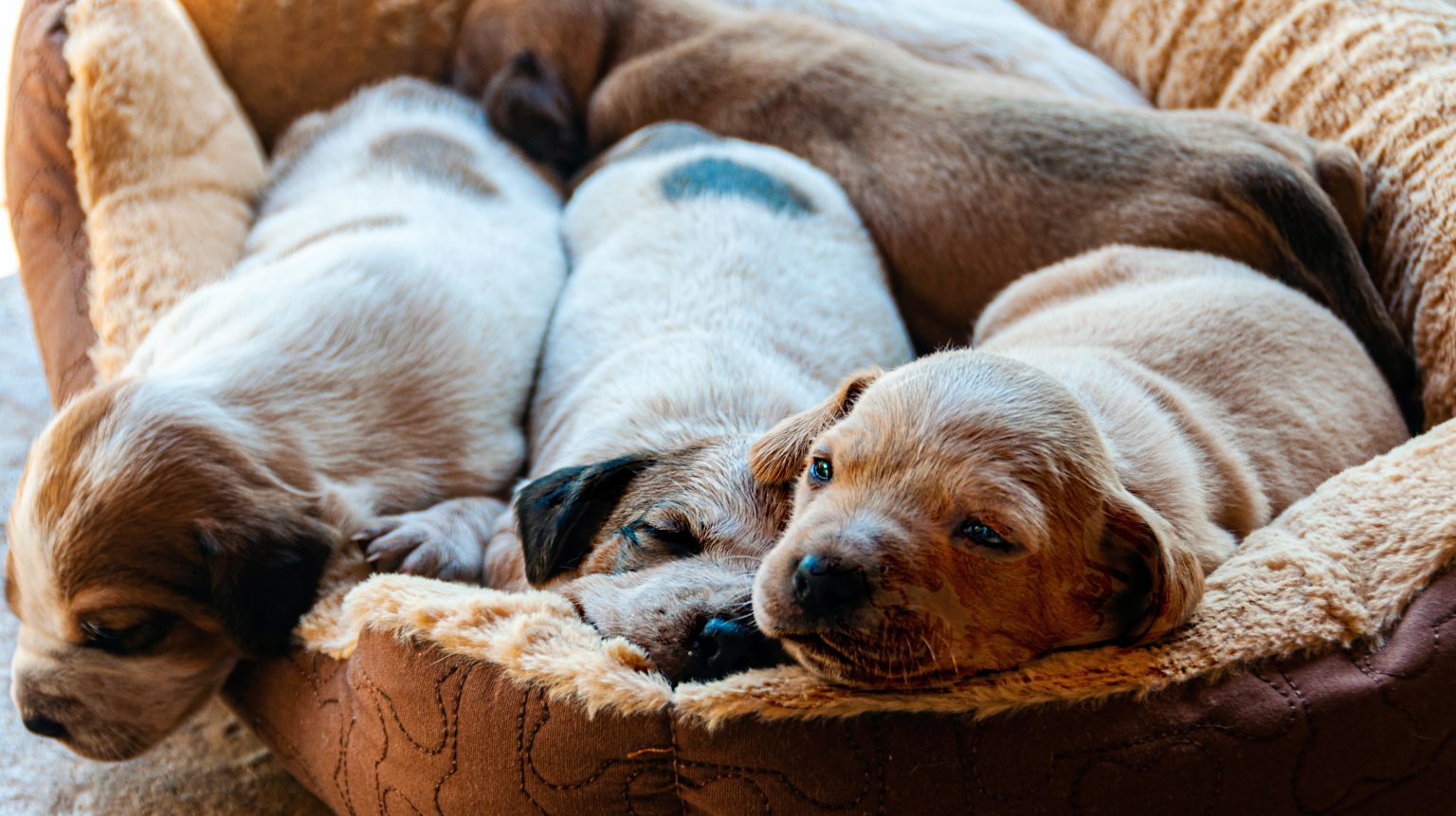 Puppy Noises Decoded: Why Your Puppy Sounds Congested When Sleeping ...