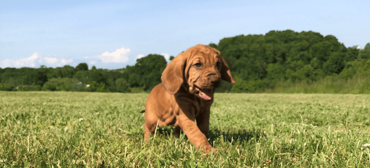 Unleash Your Curiosity: How Much Does a Bloodhound Puppy Cost? - BarkStory