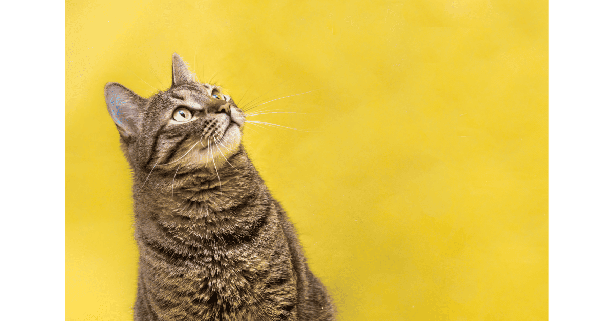 Maine Coon vs Regular Cat Showdown: Feline Feud or Purrfect Harmony ...