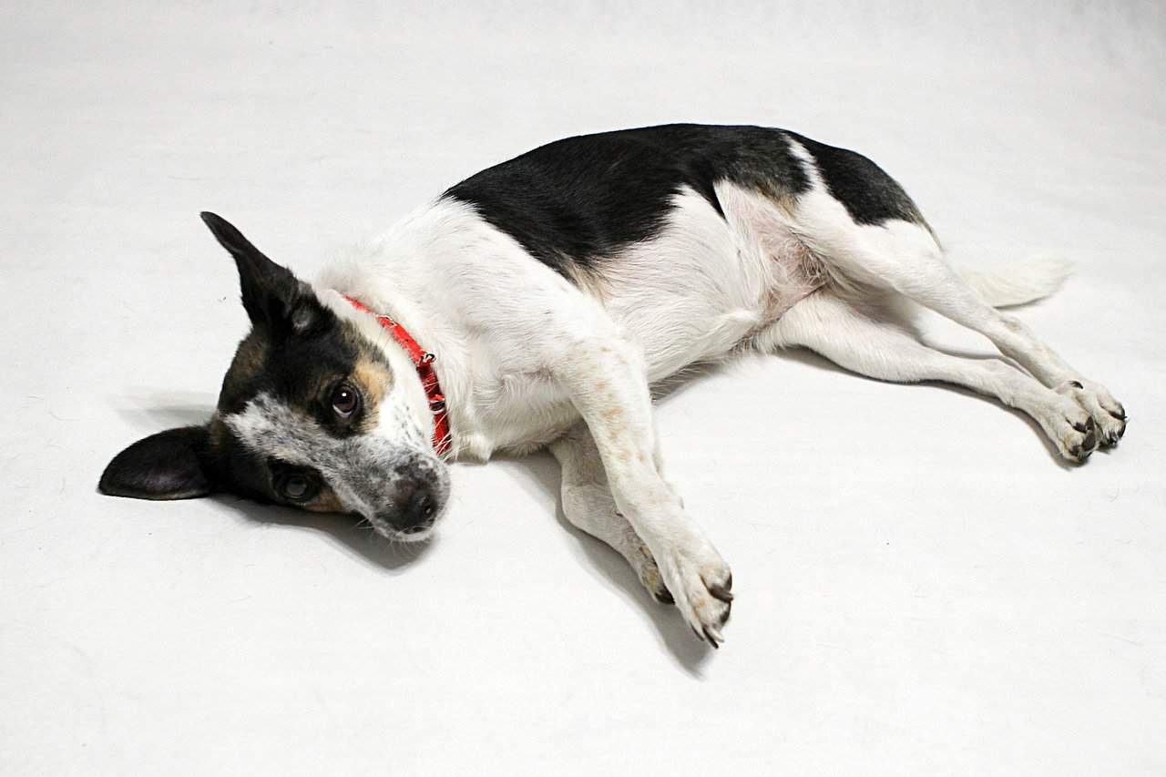 The Rat-terrific World of Rat Terrier Chihuahua Mix: Meet the Ratchi ...