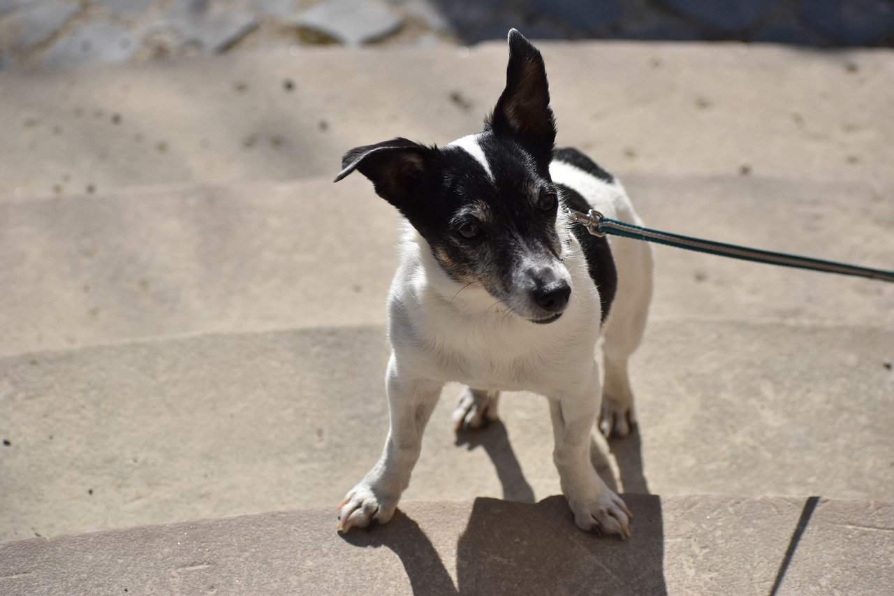 The Rat-terrific World of Rat Terrier Chihuahua Mix: Meet the Ratchi ...