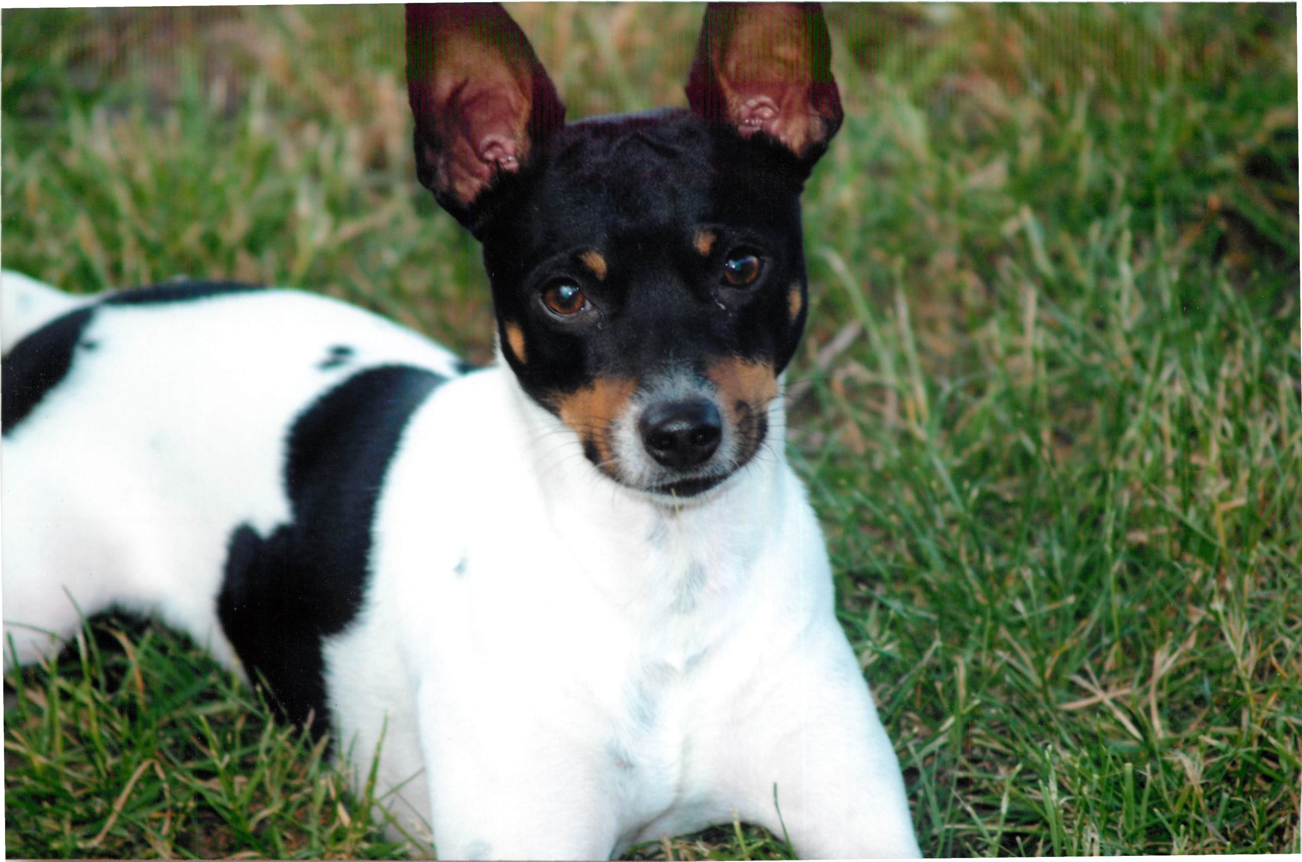 The Rat-terrific World of Rat Terrier Chihuahua Mix: Meet the Ratchi ...