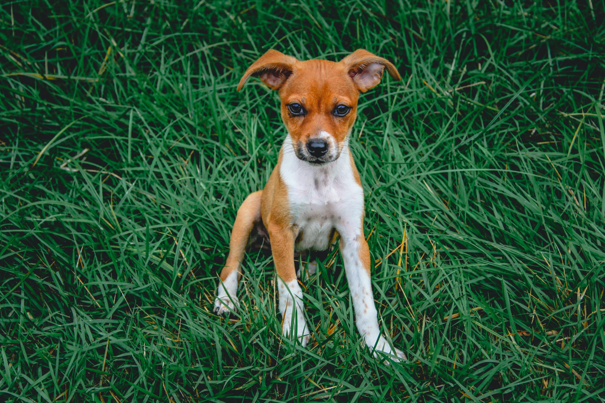 The Rat-terrific World of Rat Terrier Chihuahua Mix: Meet the Ratchi ...