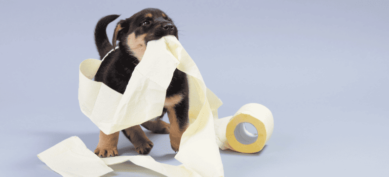 Why Is My Puppy Peeing Every 5 Minutes:8 Common Reasons - BarkStory