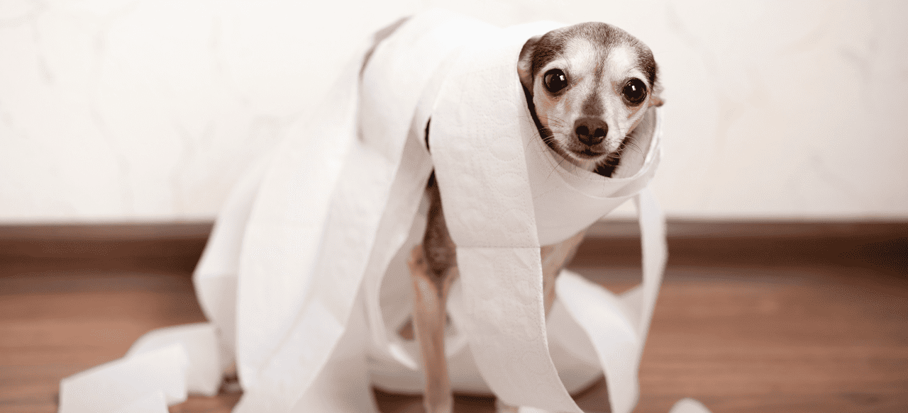 The Curious Case of Puppy Pee-Puddle-ing: Why Does My Puppy Pee While ...