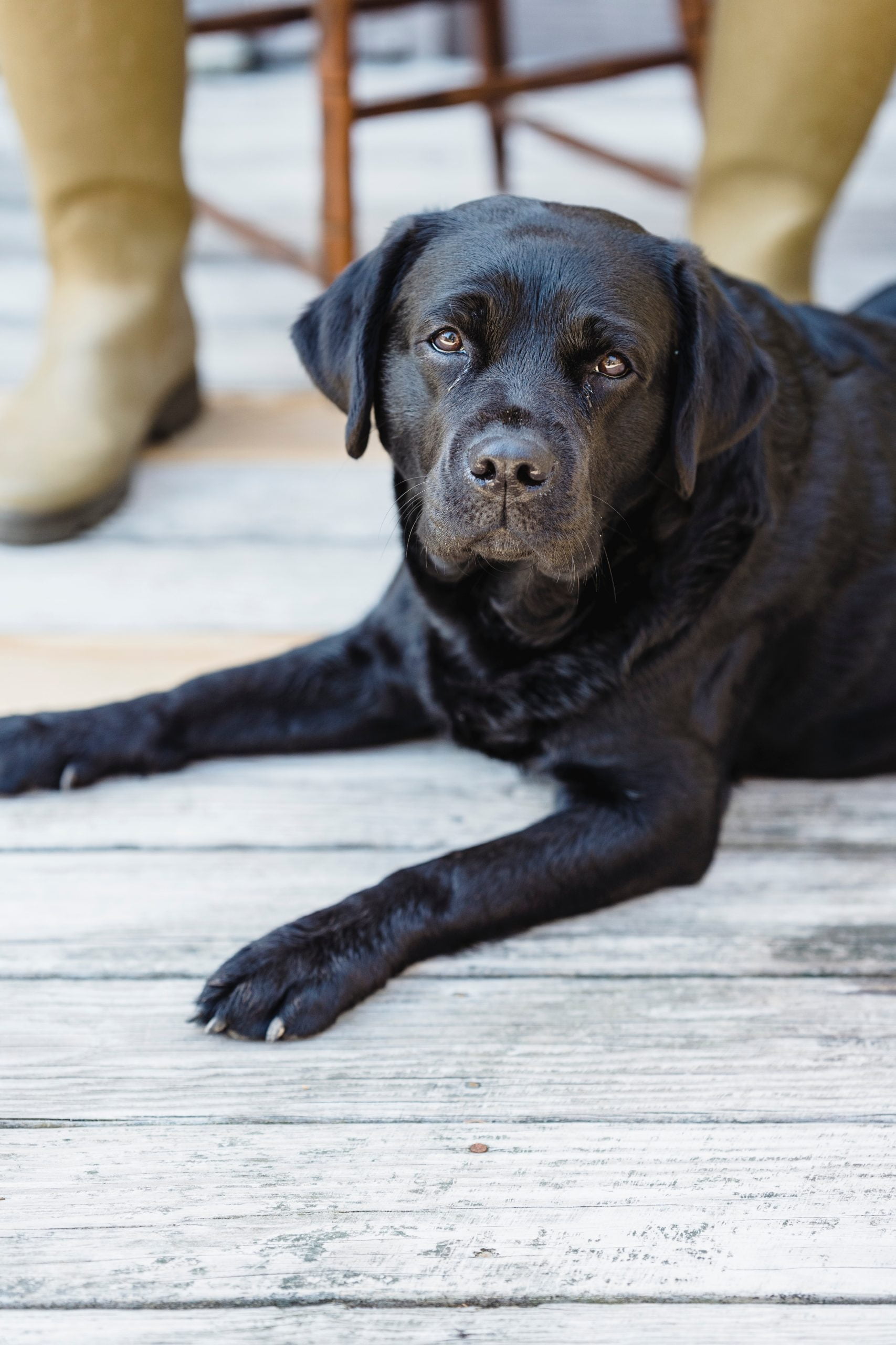 The Ultimate Guide: How to Tell How Big a Mixed Puppy Will Get! - BarkStory