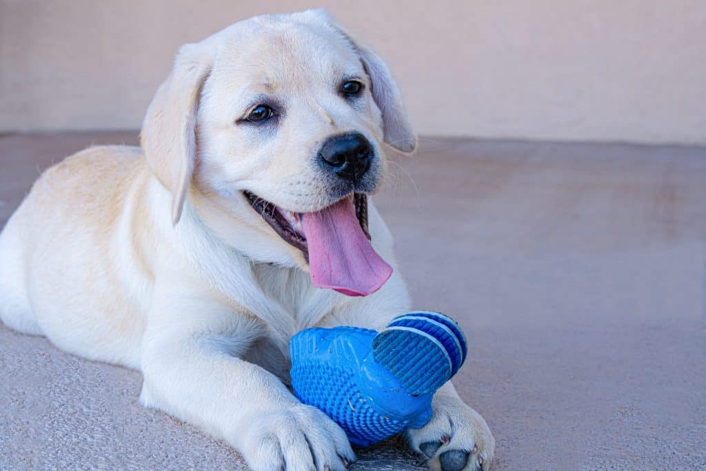 The Sweet Science of Labrador Colors: What Color Puppies Will a ...