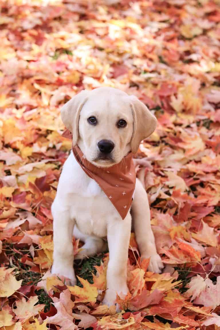 The Sweet Science of Labrador Colors: What Color Puppies Will a ...