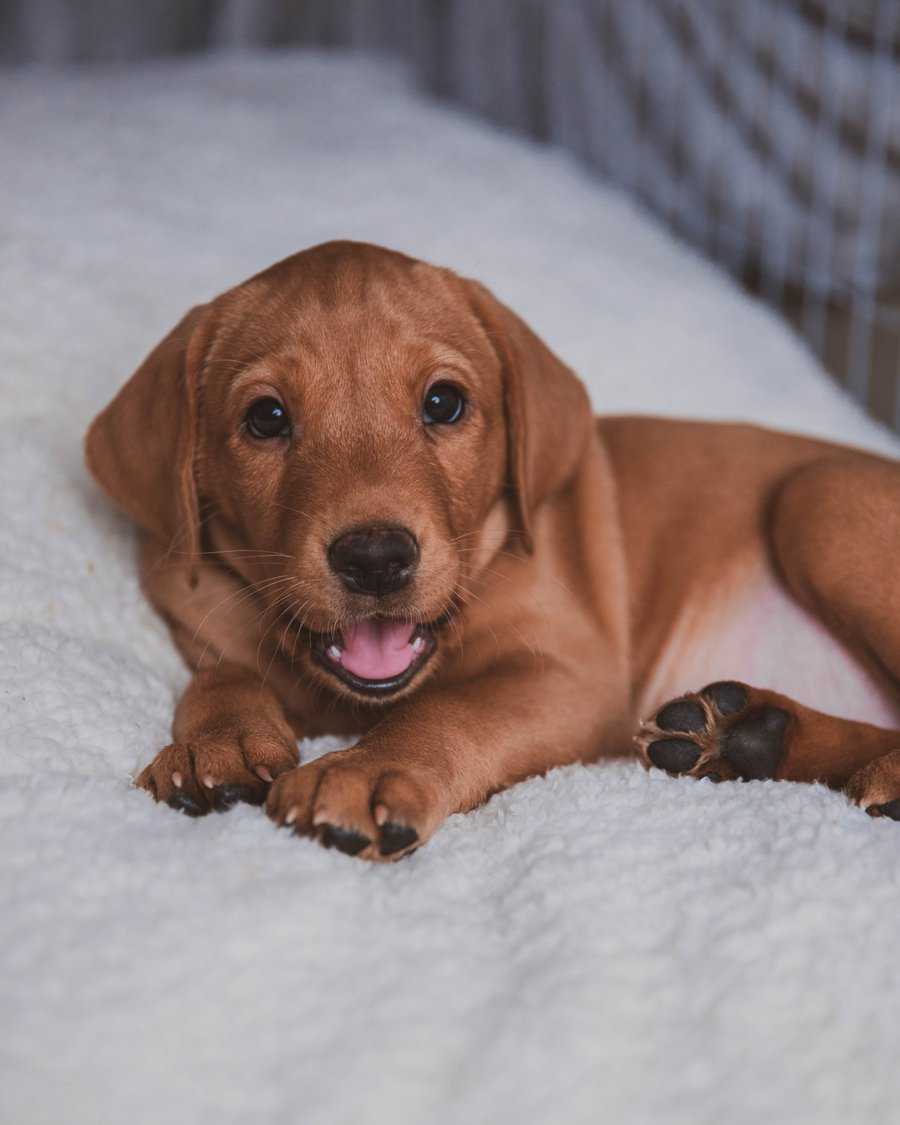The Sweet Science of Labrador Colors: What Color Puppies Will a ...
