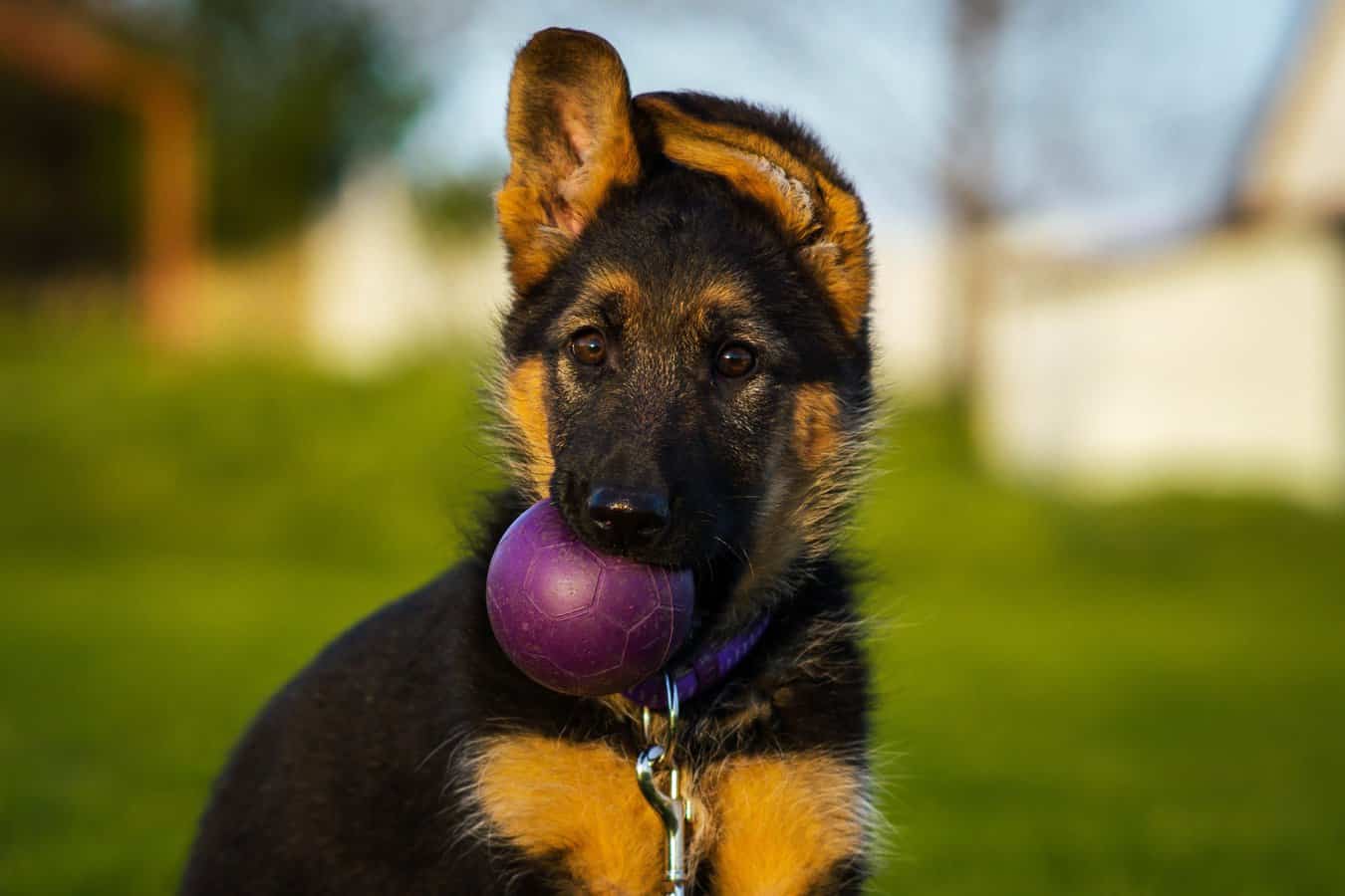 BarkStory Page 2 Of 38 Amazing Dog And Pup Stories 