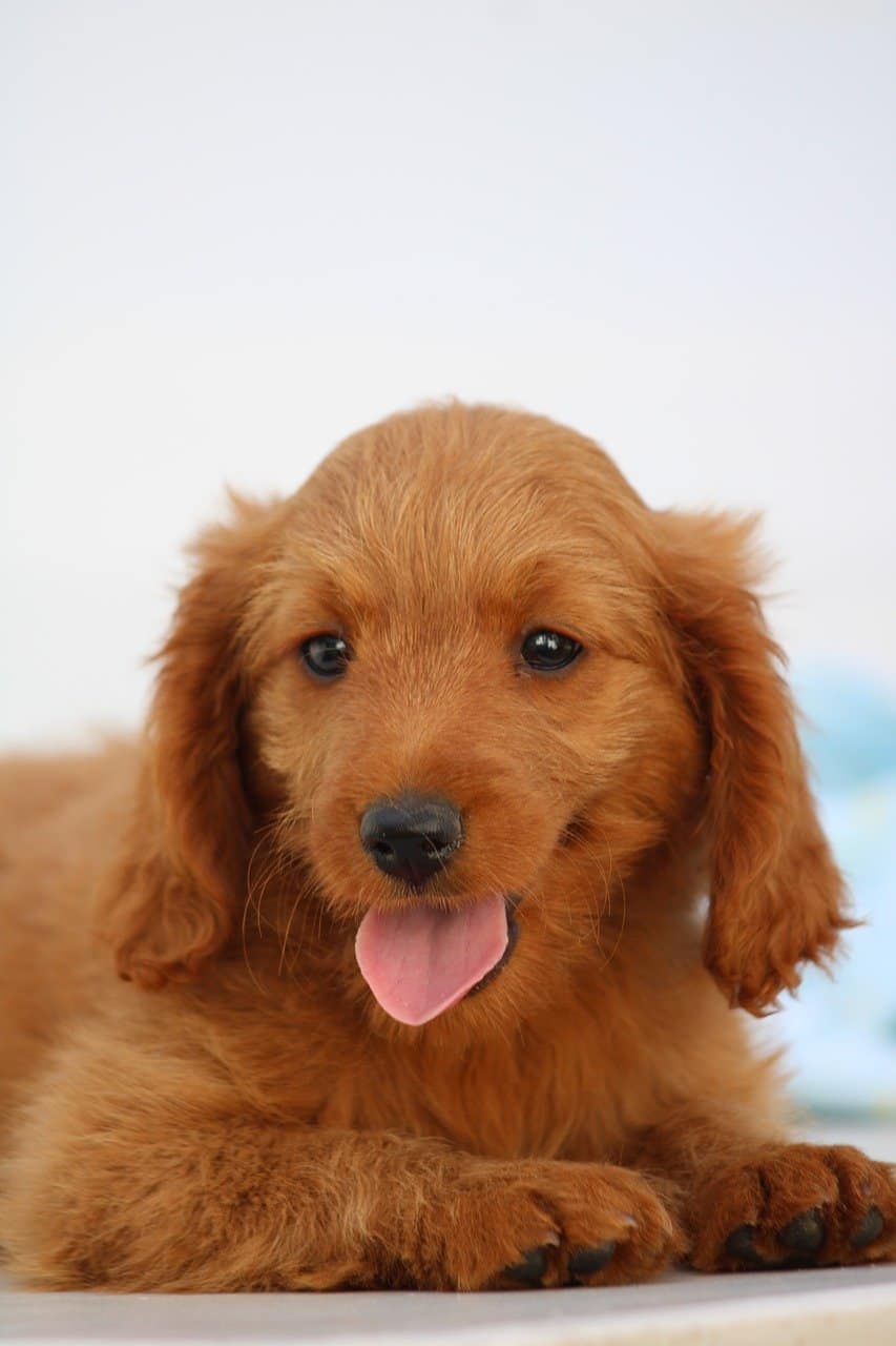 How Much to Feed Goldendoodle Puppy: The Ultimate Guide to Keeping That ...