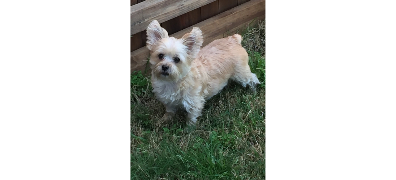 The Fantastically Adorable French Bulldog Yorkie Mix: Unleash the ...