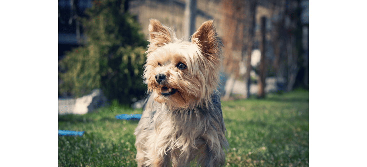 The Fantastically Adorable French Bulldog Yorkie Mix: Unleash the ...