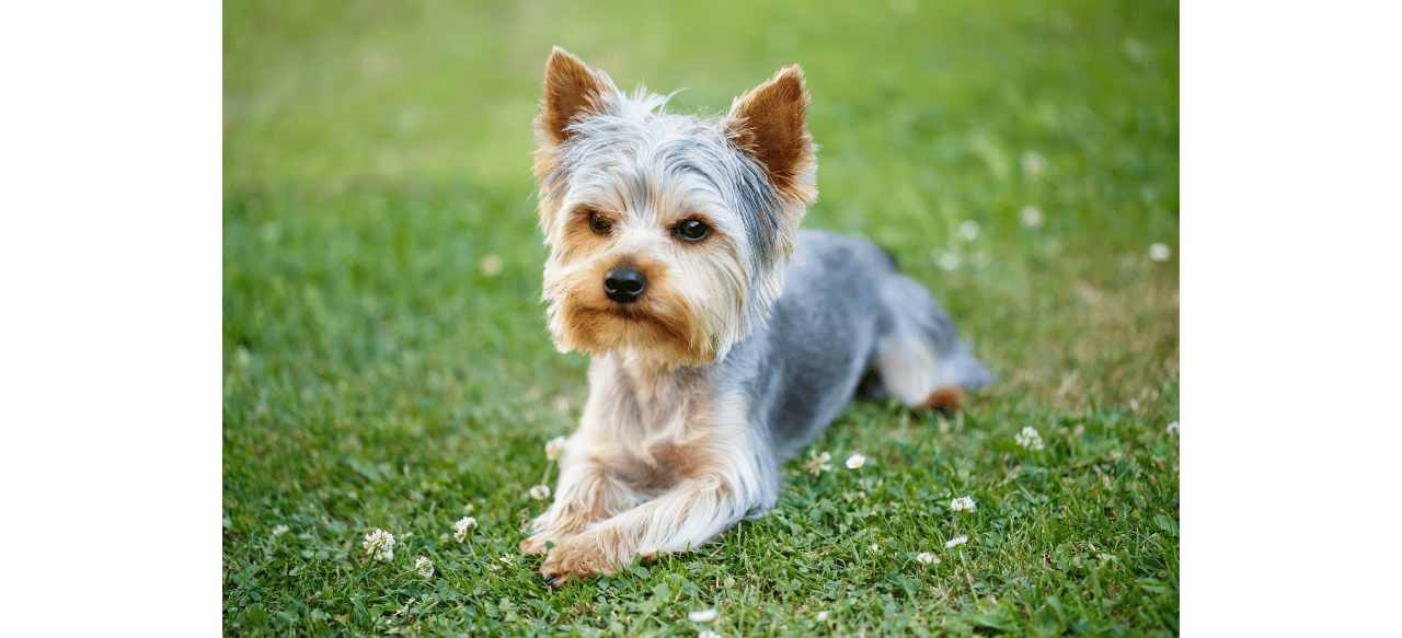The Fantastically Adorable French Bulldog Yorkie Mix: Unleash the ...