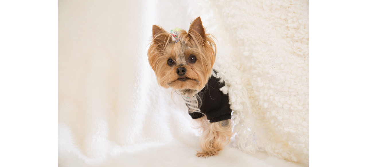 The Fantastically Adorable French Bulldog Yorkie Mix: Unleash the ...