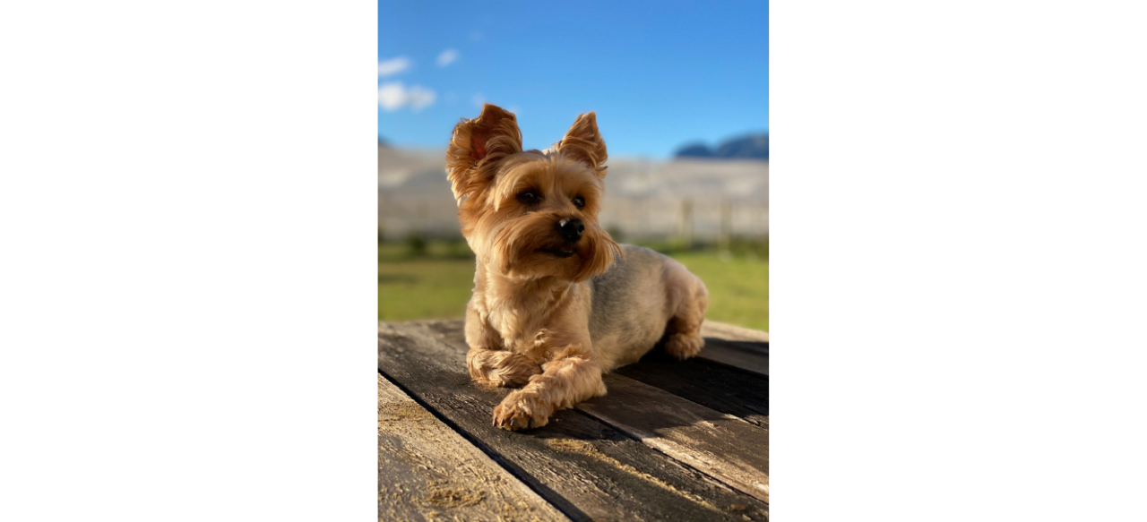 The Fantastically Adorable French Bulldog Yorkie Mix: Unleash the ...