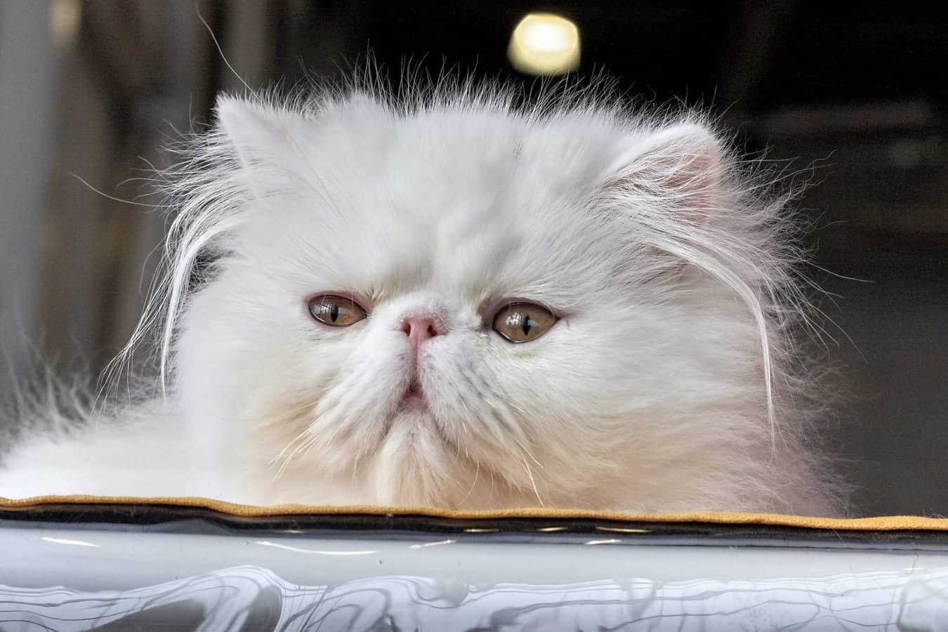 The Ultimate Guide to Persian Cat Cost: the Price Tag of Pure Elegance