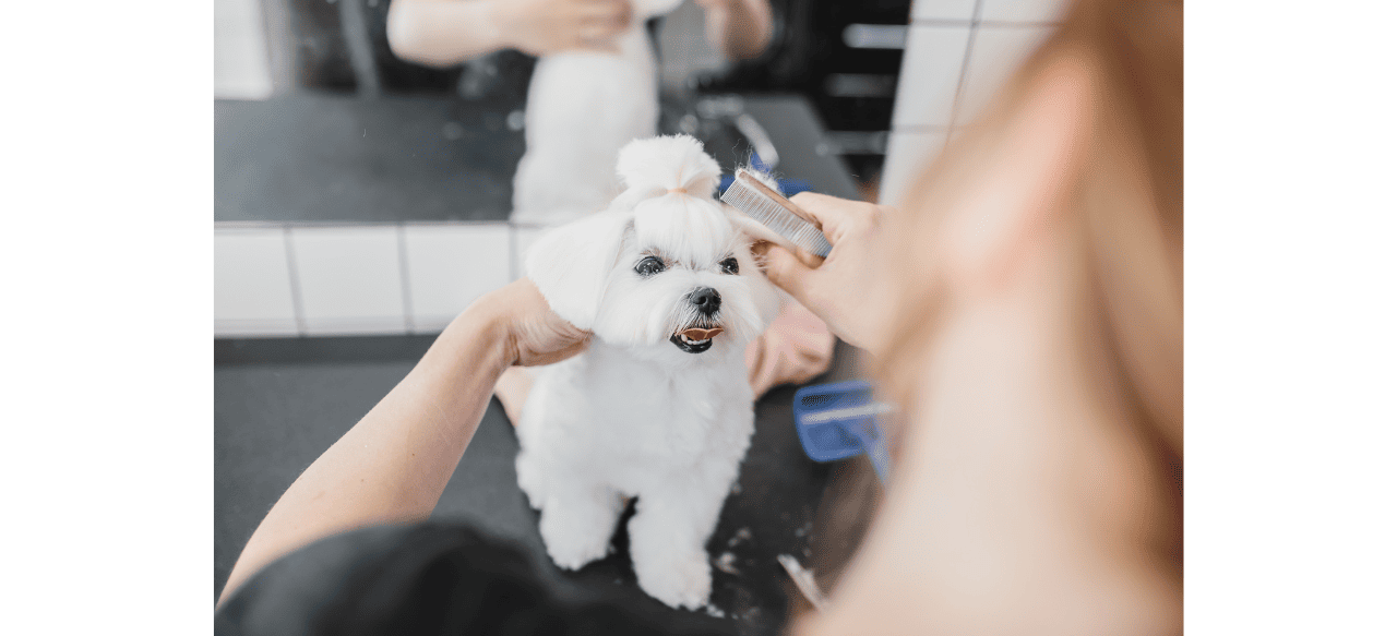A Fuzzy Decision! When Should Puppies Get Their First Haircut? - BarkStory