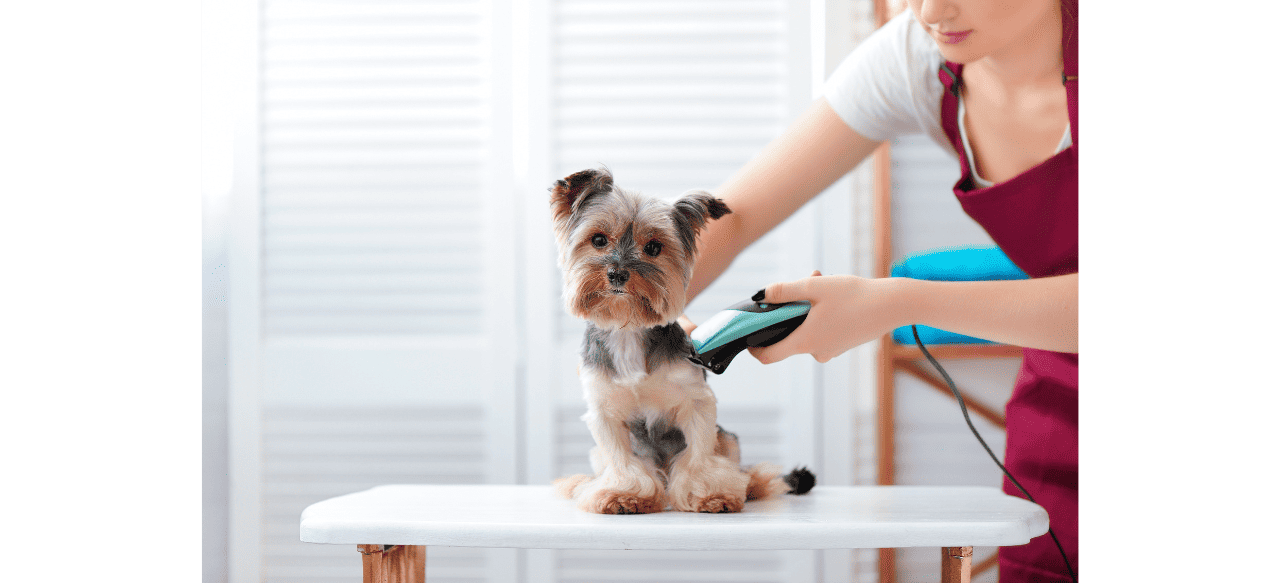 A Fuzzy Decision! When Should Puppies Get Their First Haircut? - BarkStory