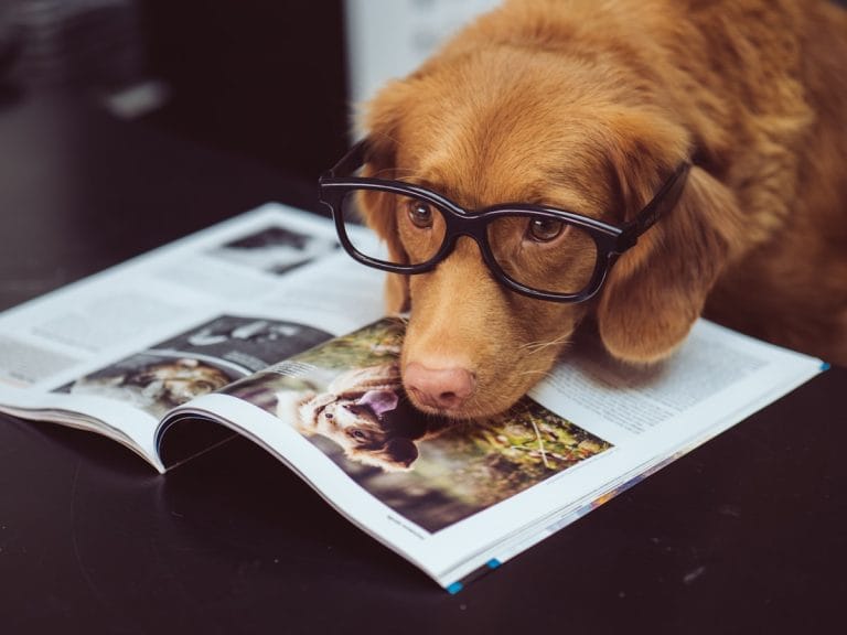 Top 10 Dog Enrichment Toys to Keep Your Pup Mentally Sharp in 2026 ...