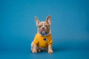 French Bulldog Health Guide 2026: Common Issues & Prevention Strategies ...